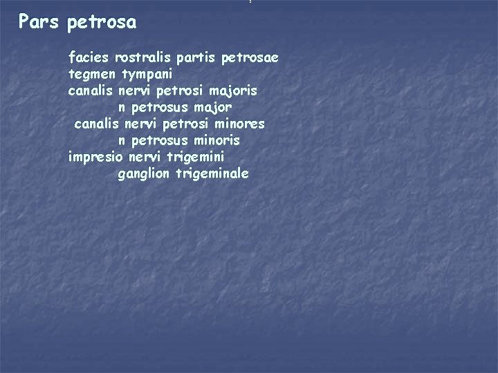 OSSA CRANII HEAD SKELETON CRANIUM CEREBRALE neurocranium CRANIUM