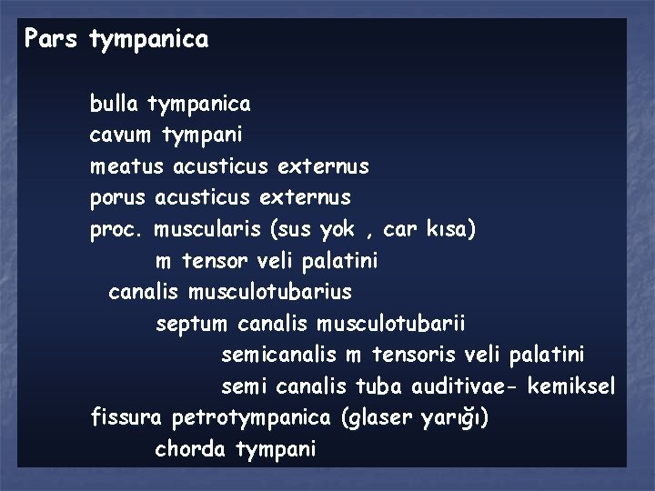 OSSA CRANII HEAD SKELETON CRANIUM CEREBRALE neurocranium CRANIUM