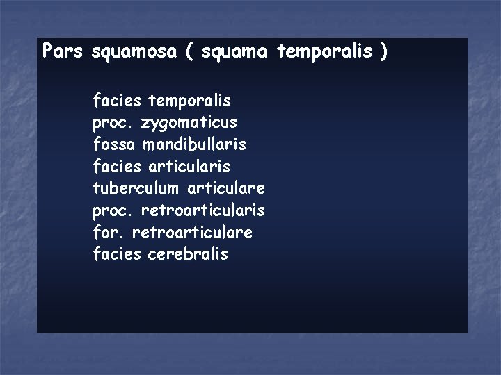 OSSA CRANII HEAD SKELETON CRANIUM CEREBRALE neurocranium CRANIUM