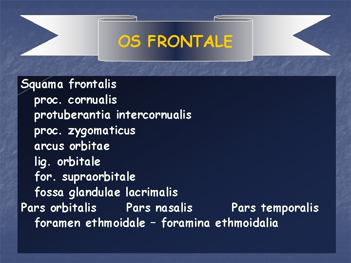 OSSA CRANII HEAD SKELETON CRANIUM CEREBRALE neurocranium CRANIUM