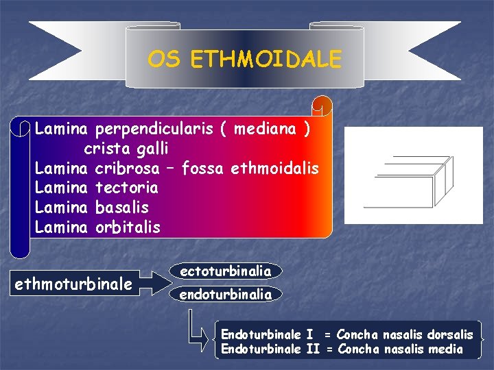OSSA CRANII HEAD SKELETON CRANIUM CEREBRALE neurocranium CRANIUM