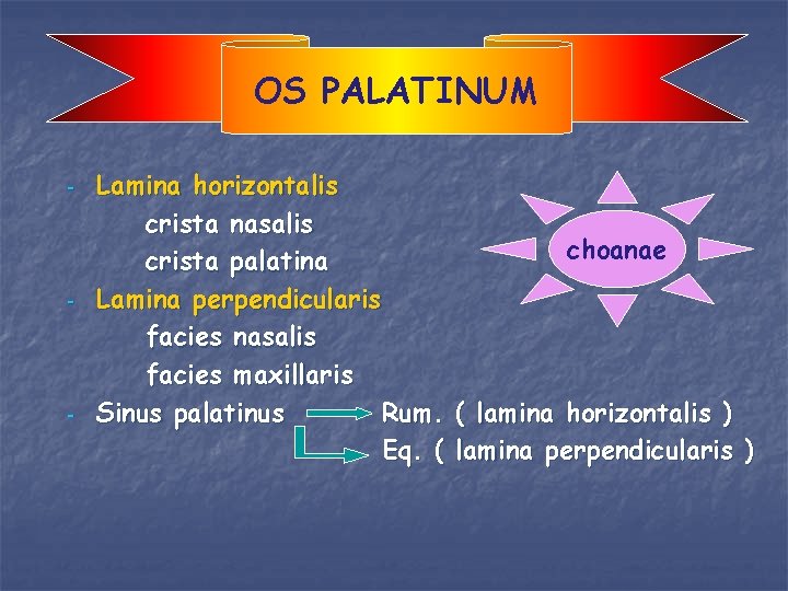 OSSA CRANII HEAD SKELETON CRANIUM CEREBRALE neurocranium CRANIUM