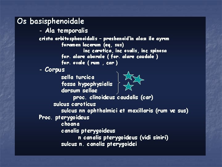 OSSA CRANII HEAD SKELETON CRANIUM CEREBRALE neurocranium CRANIUM