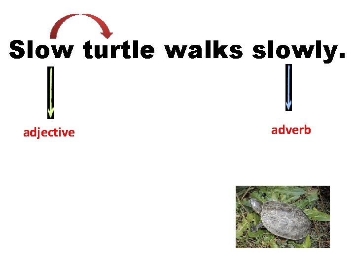 ADVERBS ZARFLAR Slow turtle walks slowly adjective adverb
