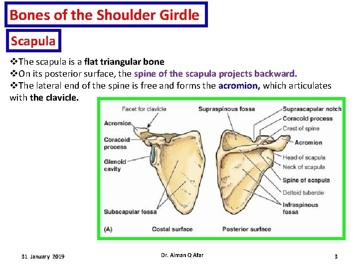 THE UPPER LIMB BONES OF THE UPPER LIMB