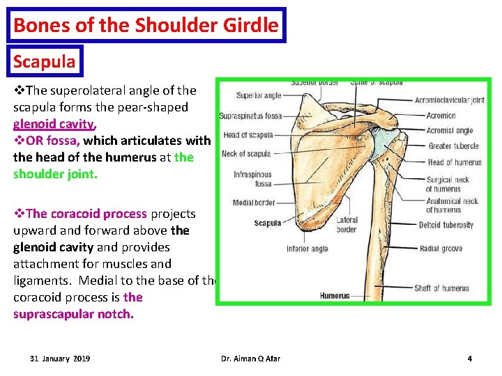 THE UPPER LIMB BONES OF THE UPPER LIMB