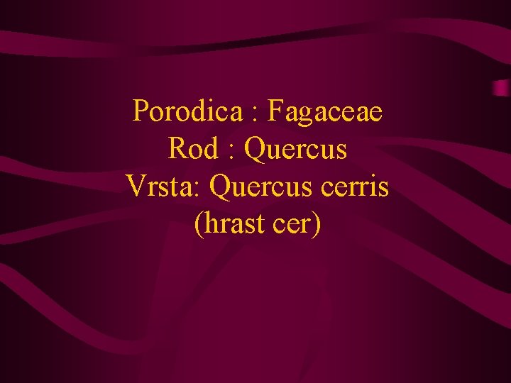 Porodica Fagaceae Rod Quercus Vrsta Quercus cerris hrast