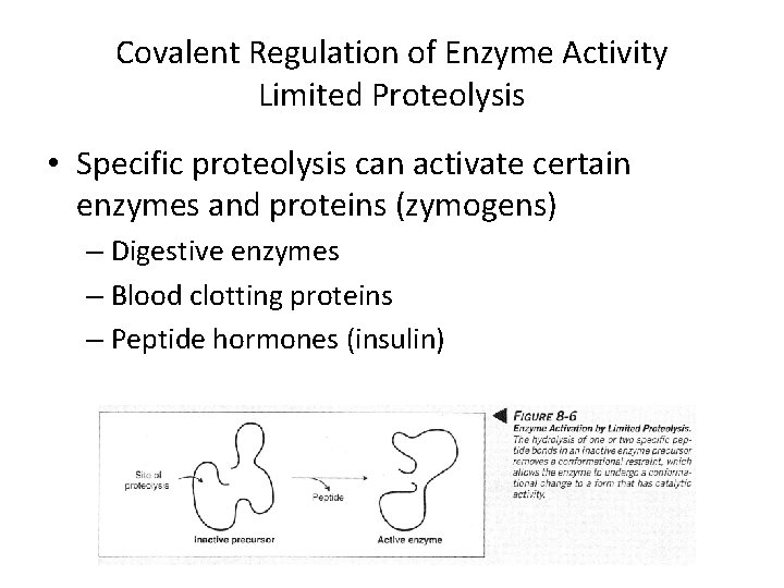 Regulation of Metabolism Regulation of Metabolism How does