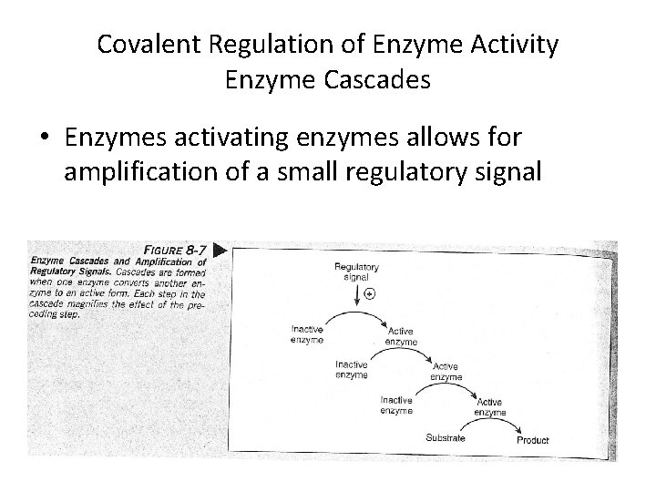 Regulation of Metabolism Regulation of Metabolism How does