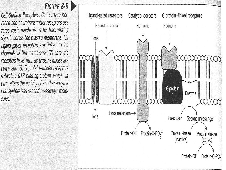 Regulation of Metabolism Regulation of Metabolism How does