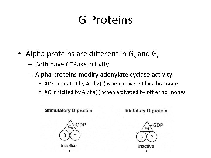 Regulation of Metabolism Regulation of Metabolism How does
