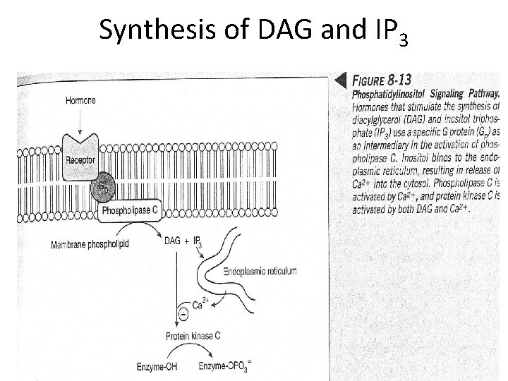Regulation of Metabolism Regulation of Metabolism How does