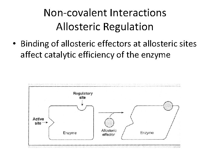 Regulation of Metabolism Regulation of Metabolism How does