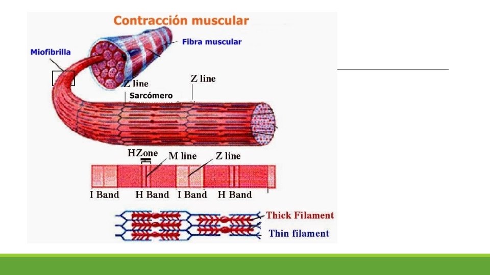 Sistema muscular ESTRUCTURA MICROSCPICA DEL MSCULO Msculo Formado