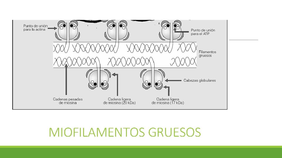Sistema muscular ESTRUCTURA MICROSCPICA DEL MSCULO Msculo Formado