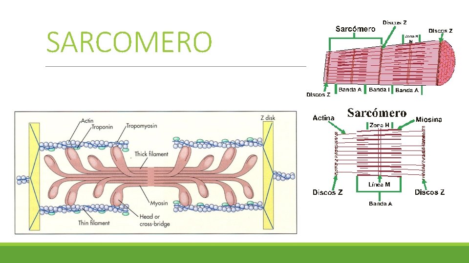 Sistema muscular ESTRUCTURA MICROSCPICA DEL MSCULO Msculo Formado