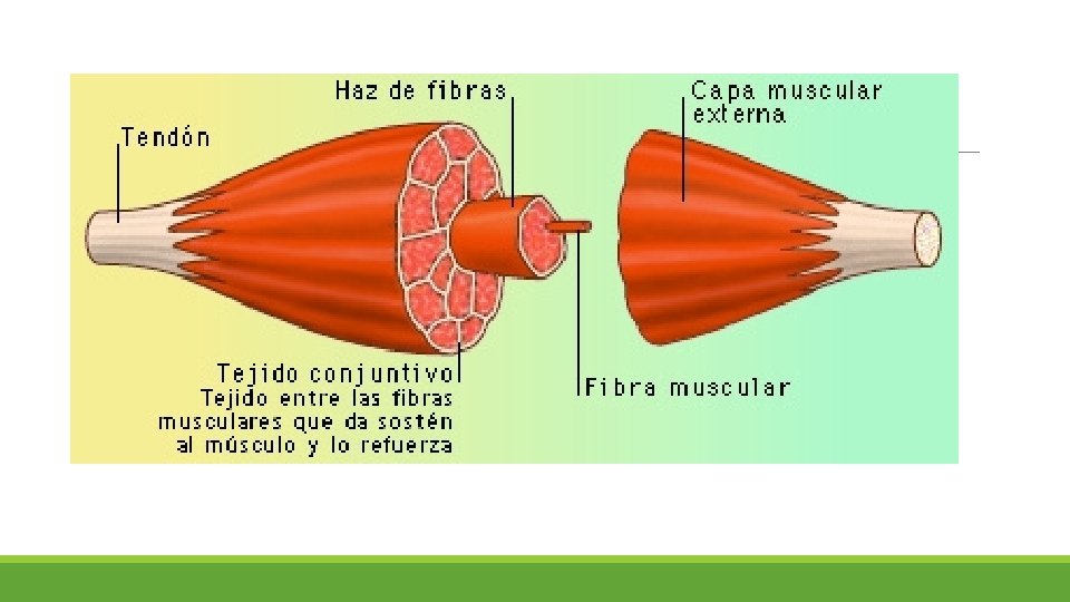Sistema muscular ESTRUCTURA MICROSCPICA DEL MSCULO Msculo Formado