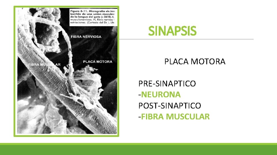 Sistema muscular ESTRUCTURA MICROSCPICA DEL MSCULO Msculo Formado