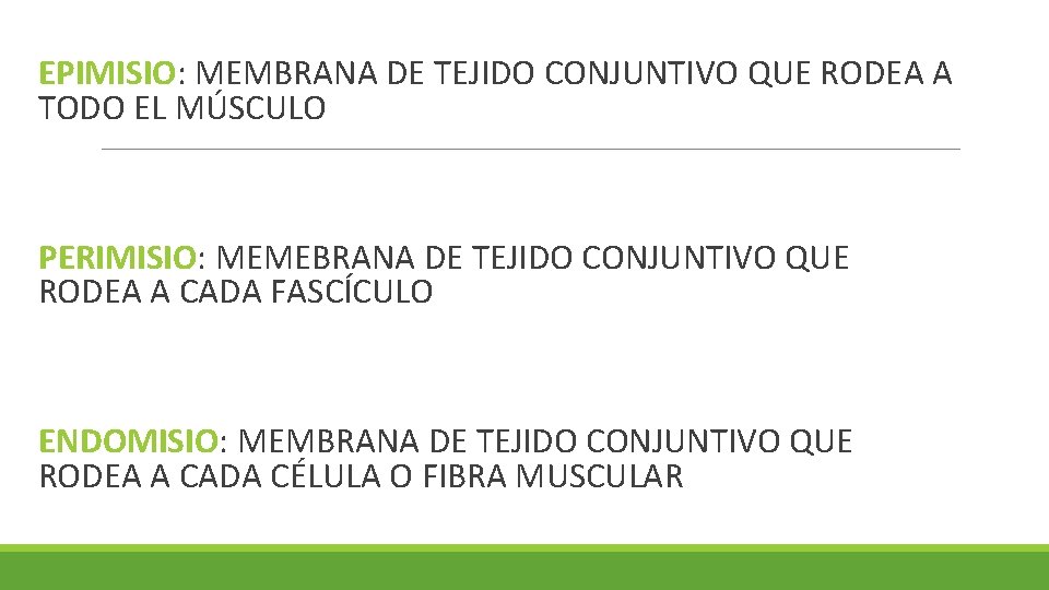 Sistema muscular ESTRUCTURA MICROSCPICA DEL MSCULO Msculo Formado
