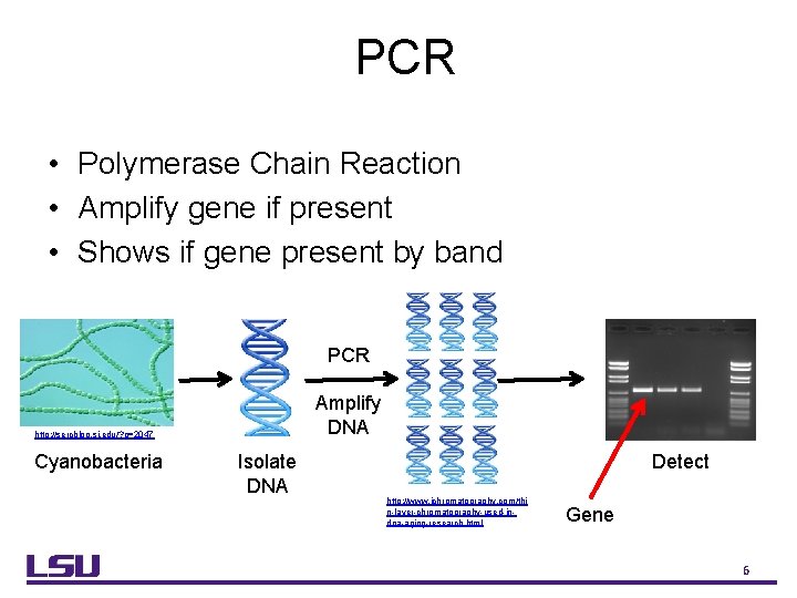 A PCR Based Assay for Bioplastic Production from