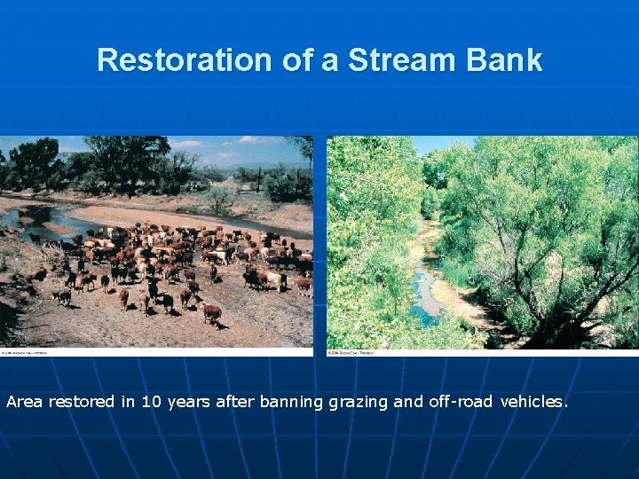 Sustaining Biodiversity The Ecosystem Approach Chapter 9 Types