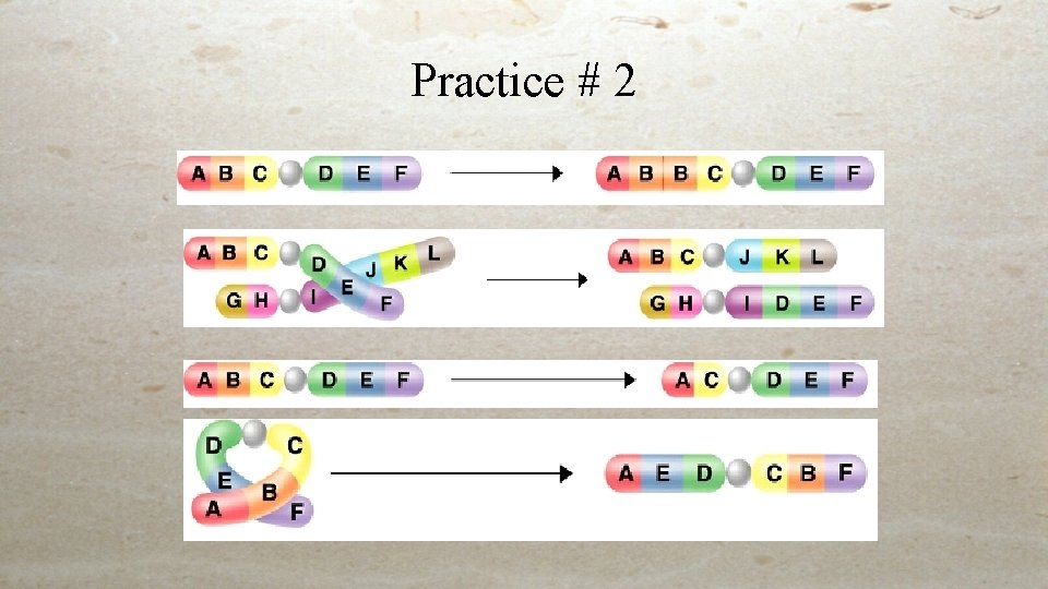 Chromosomal Mutations Karyotype Analysis 2 Chromosomal Mutations Change
