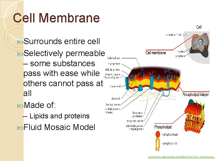 Cell Structure and Function Chapter 4 commons wikimedia