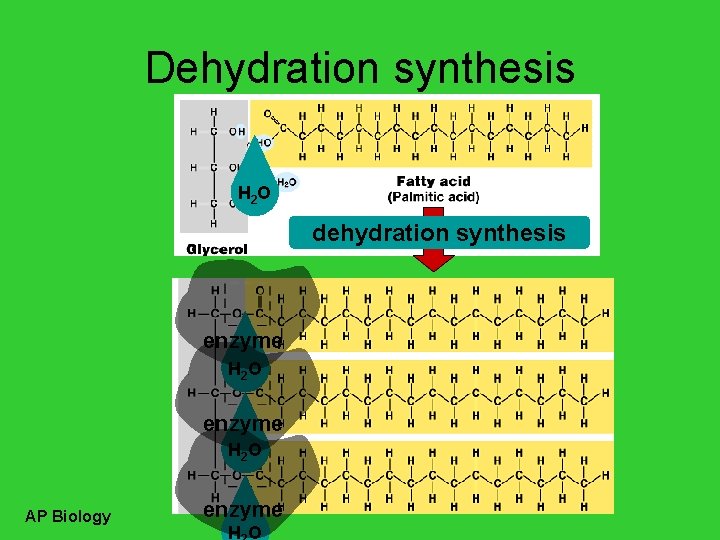 Lipids Fats Oils AP Biology long term energy