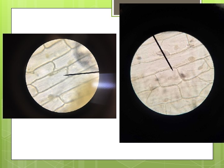 Cells History of the Cell English scientist Used