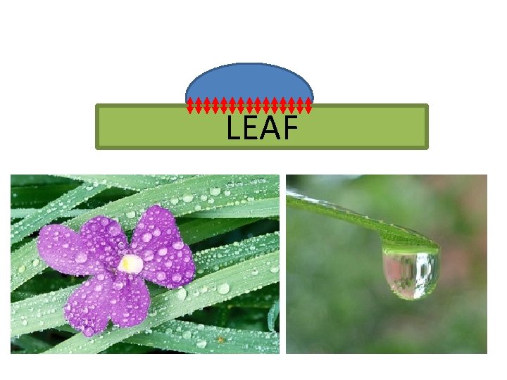 HOW DOES THE LANDBASED PORTION OF THE HYDROLOGIC