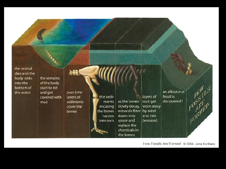 Evolution Evidence of Change Evolution and Lifes diversity