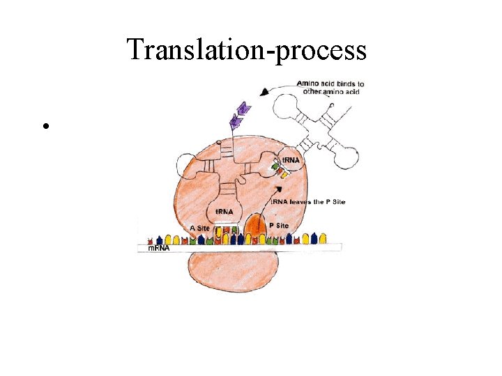 Nucleic Acids DNA Structure Function and Technical Applications