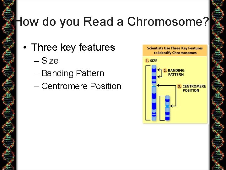 Chromosomes What Can Our Chromosomes Tell Us What