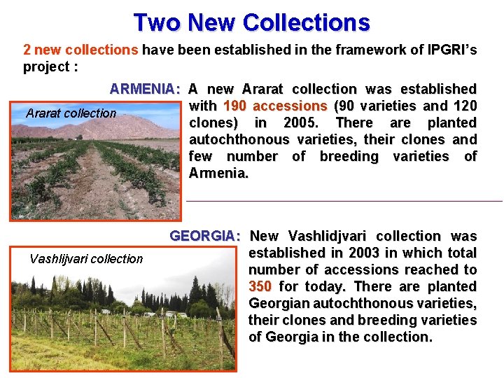 The Project Conservation and Sustainable Use Grapevine Genetic