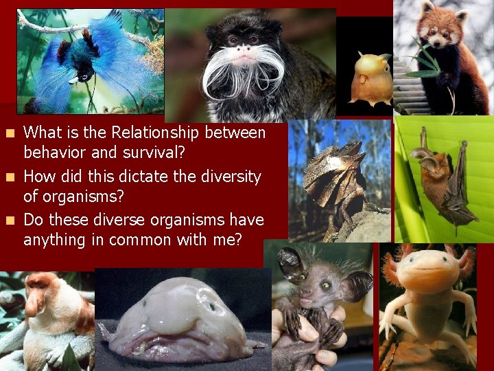 What is the Relationship between behavior and survival
