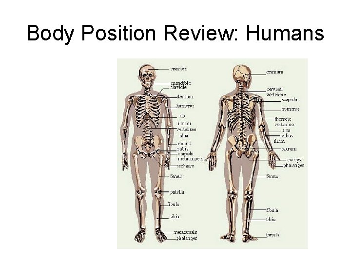 Body Position Review Humans Body Position Review Animals