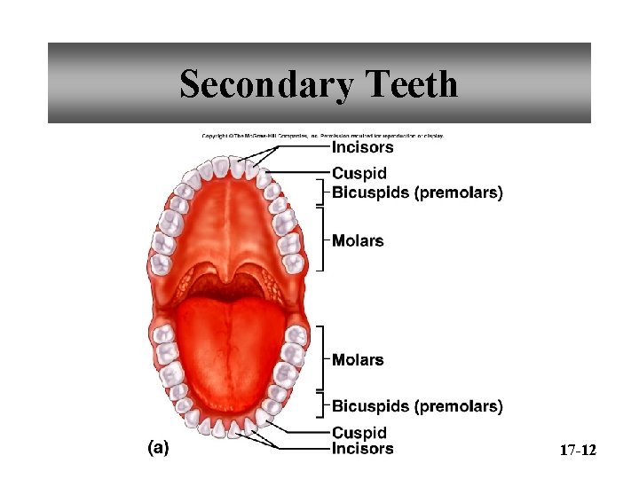 Chapter 17 Digestive System Functions of Digestive System