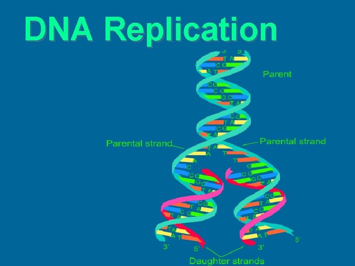 DNA Structure And DNA Replication Watson and Crick