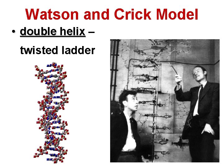 DNA Structure And DNA Replication Watson and Crick