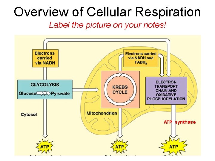 Cellular Respiration Essential Questions How is the energy