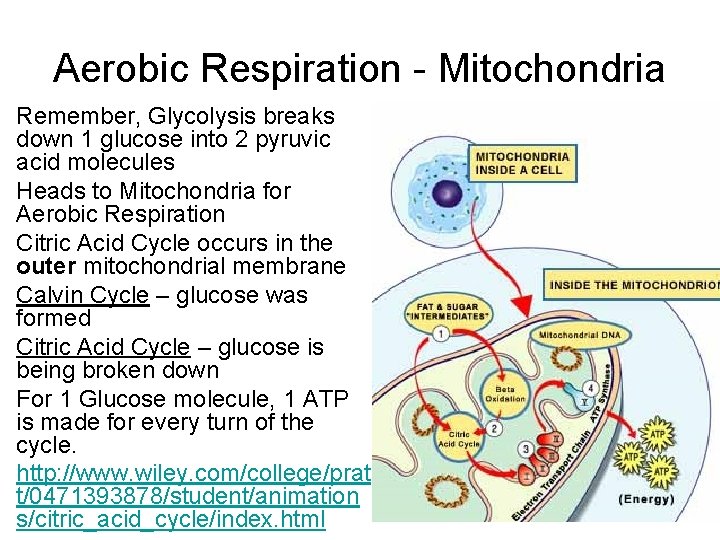 Cellular Respiration Essential Questions How is the energy