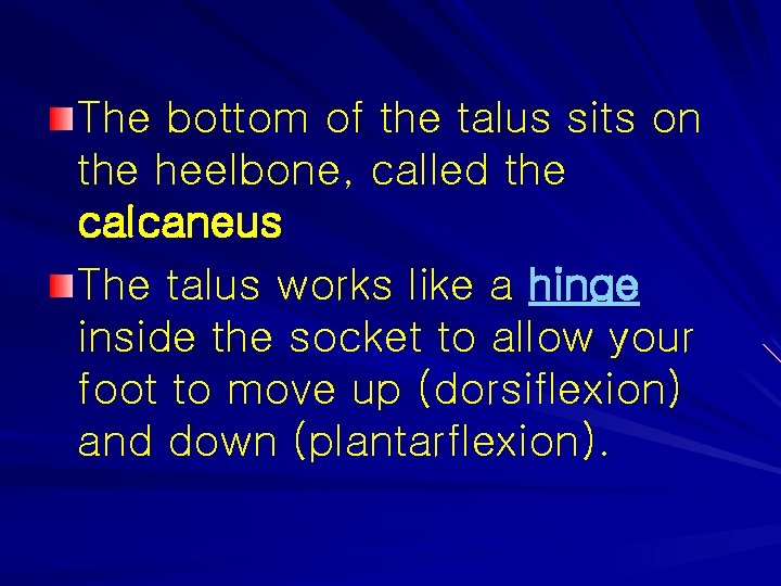 Ankle Bones and Joints The ankle joint is