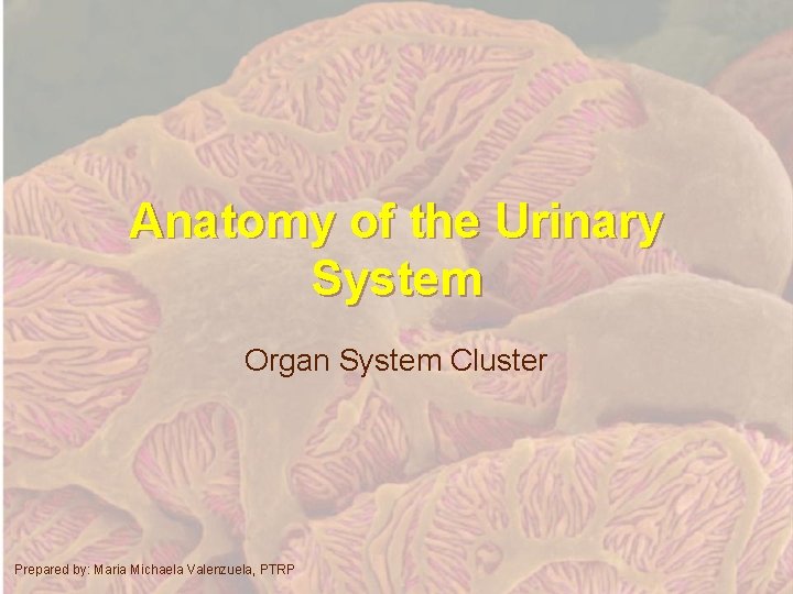 Anatomy of the Urinary System Organ System Cluster
