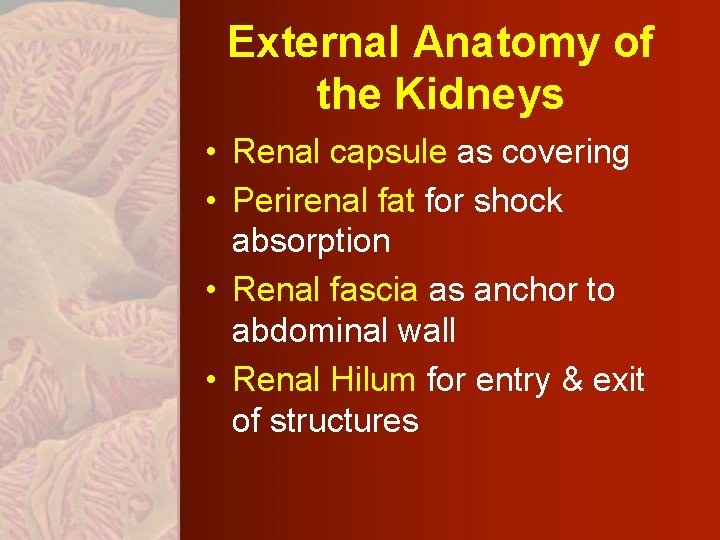 Anatomy of the Urinary System Organ System Cluster