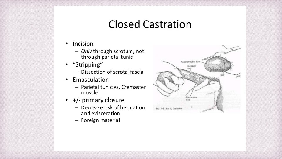 Closed castration In horses This involves a general