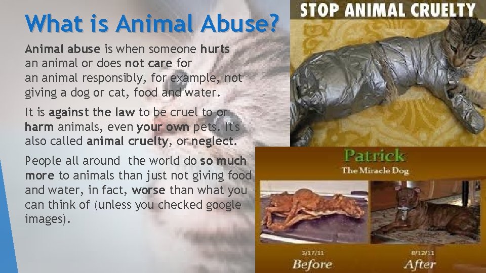 Animal Abuse Raising awareness against Animal Abuse Created