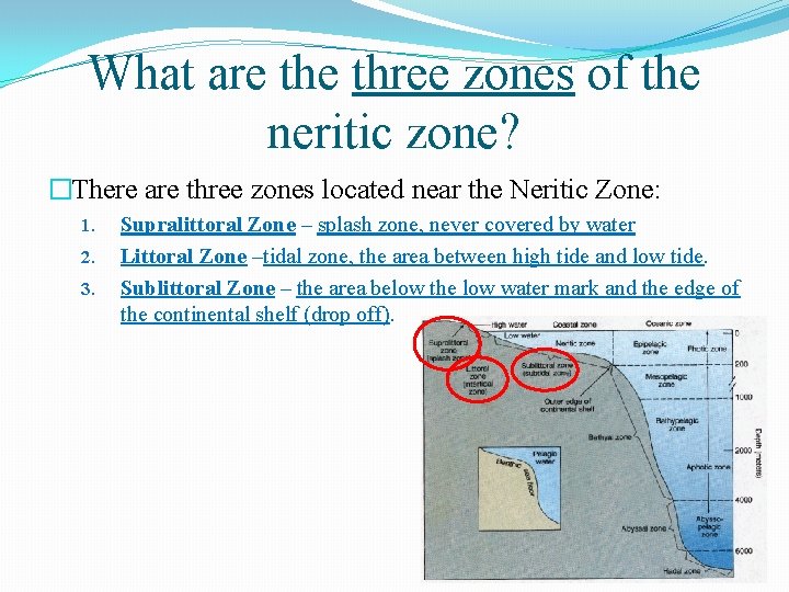 Marine Biology Day 1 Drill What is Marine