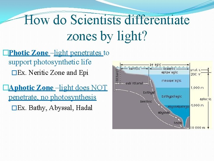 Marine Biology Day 1 Drill What is Marine