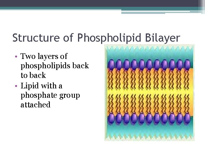 The Plasma Cell Membrane Plasma Membrane Maintaining Balance