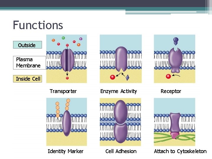 The Plasma Cell Membrane Plasma Membrane Maintaining Balance